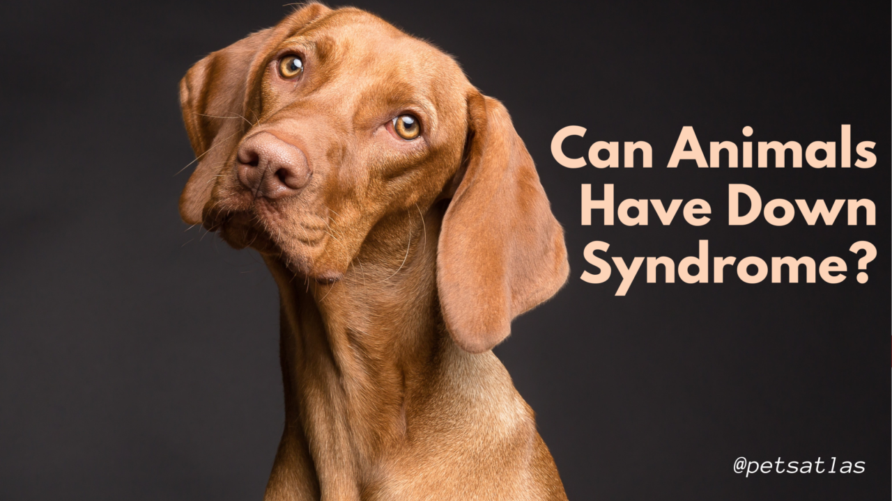 Can Animals Have Down Syndrome? - Pets Atlas