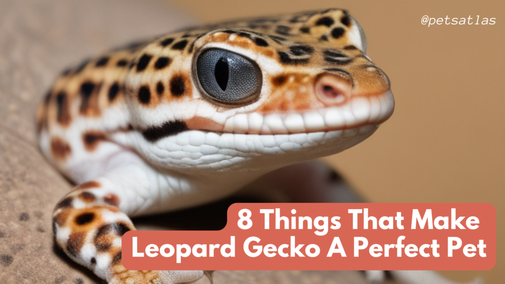 8 Things That Make Leopard Gecko A Perfect Pet - Pets Atlas