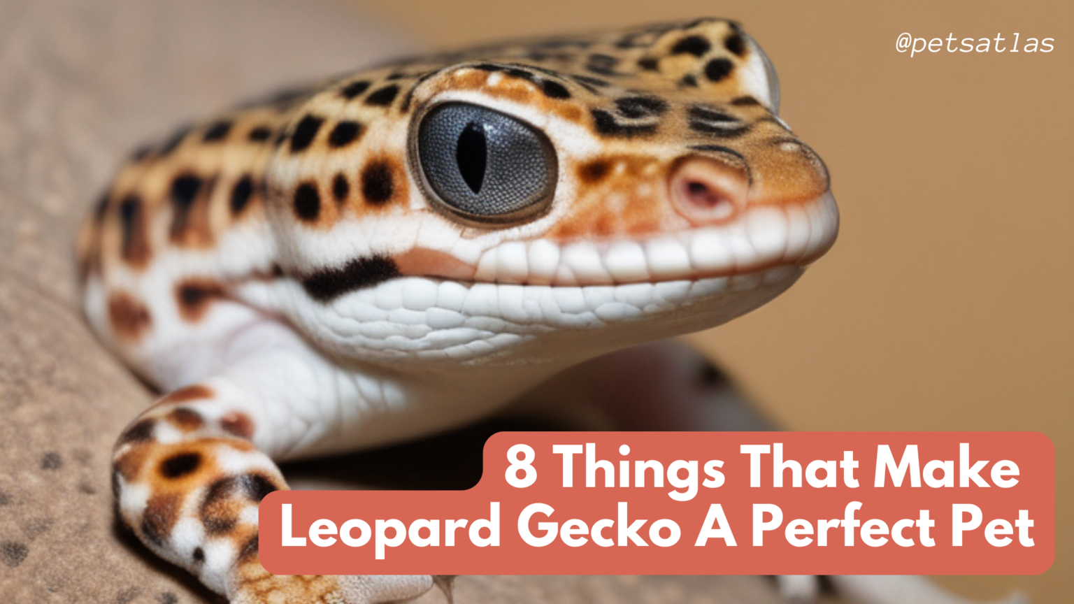 8 Things That Make Leopard Gecko A Perfect Pet - Pets Atlas