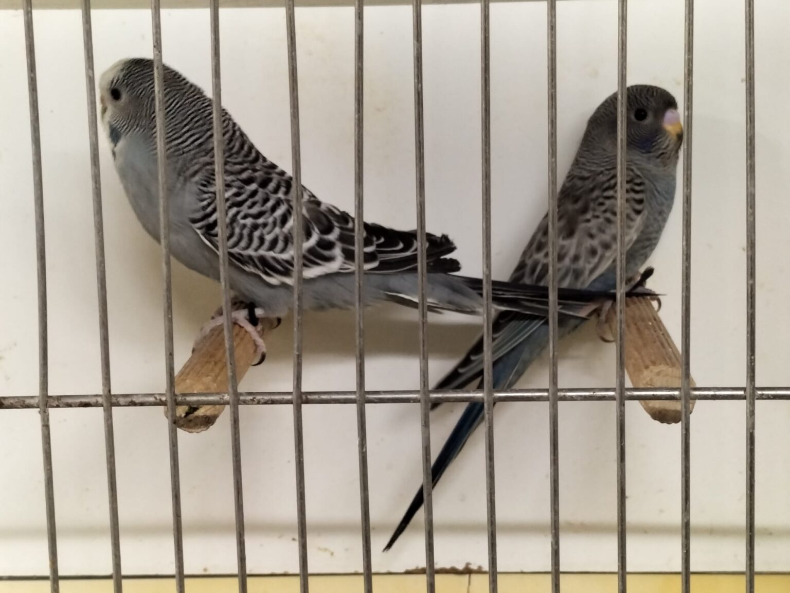 Exploring the Rare Beauty of Black Faced Budgie - Pets Atlas