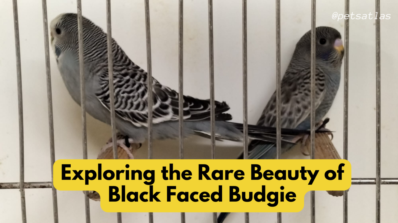 Exploring the Rare Beauty of Black Faced Budgie - Pets Atlas
