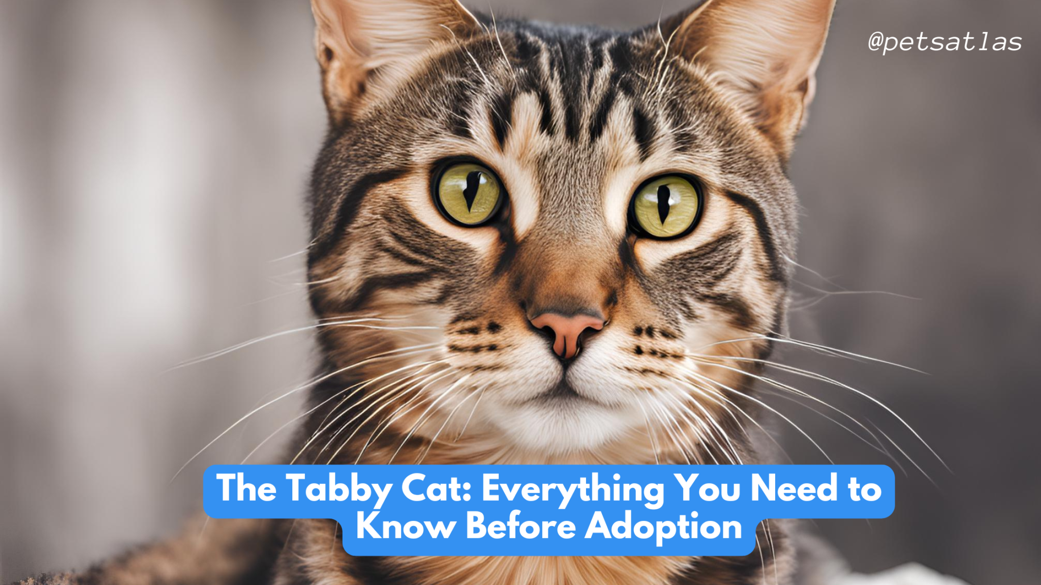 The Tabby Cat: Everything You Need to Know Before Adoption - Pets Atlas