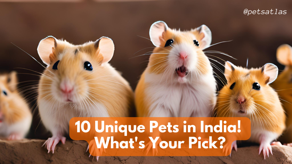 10 Unique Pets in India: What’s Your Pick? - Pets Atlas