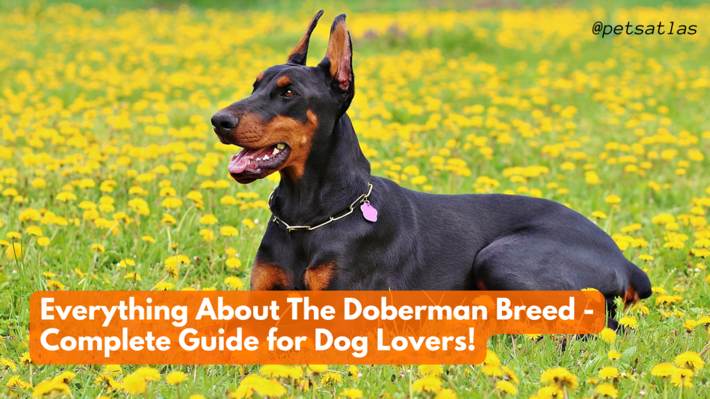 All About The Doberman Dog Breed - Pets Atlas