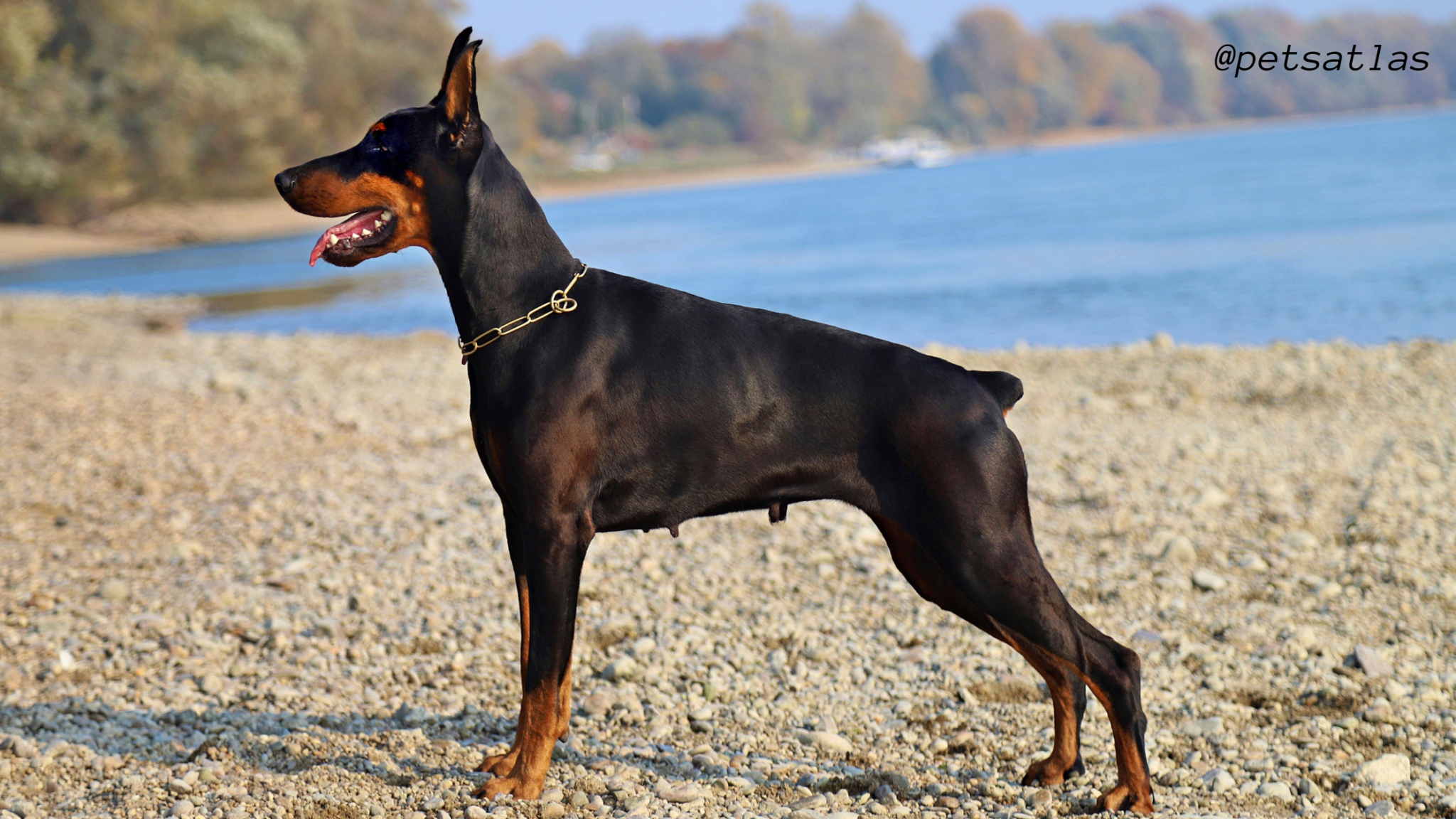 All About The Doberman Dog Breed - Pets Atlas
