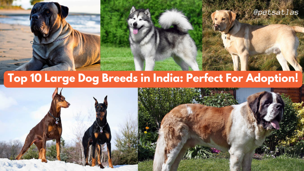 Top 10 Large Dog Breeds in India: Best To Adopt - Pets Atlas